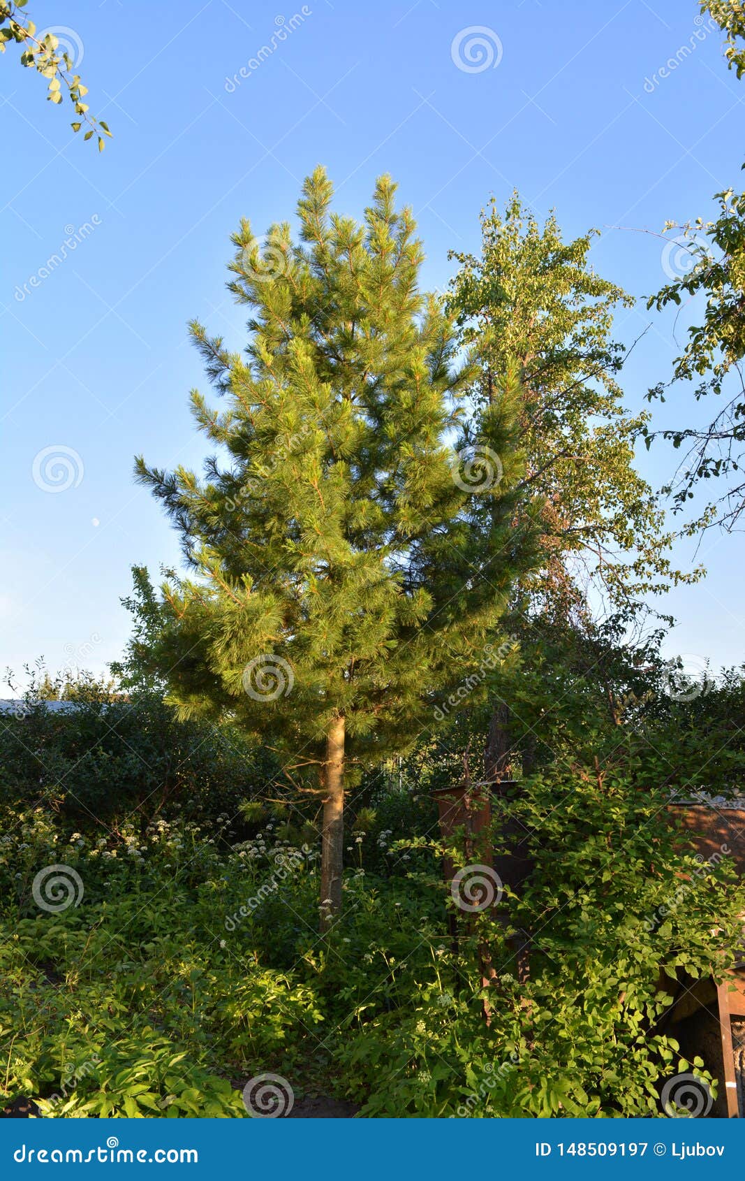 Cedar Tree Grows in the Overgrown Garden Stock Image - Image of ...
