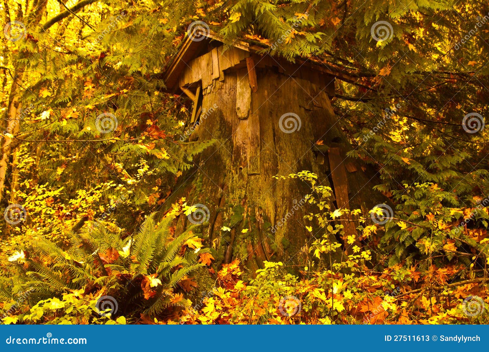 The Cedar Tree House stock image. Image of large, fall - 27511613