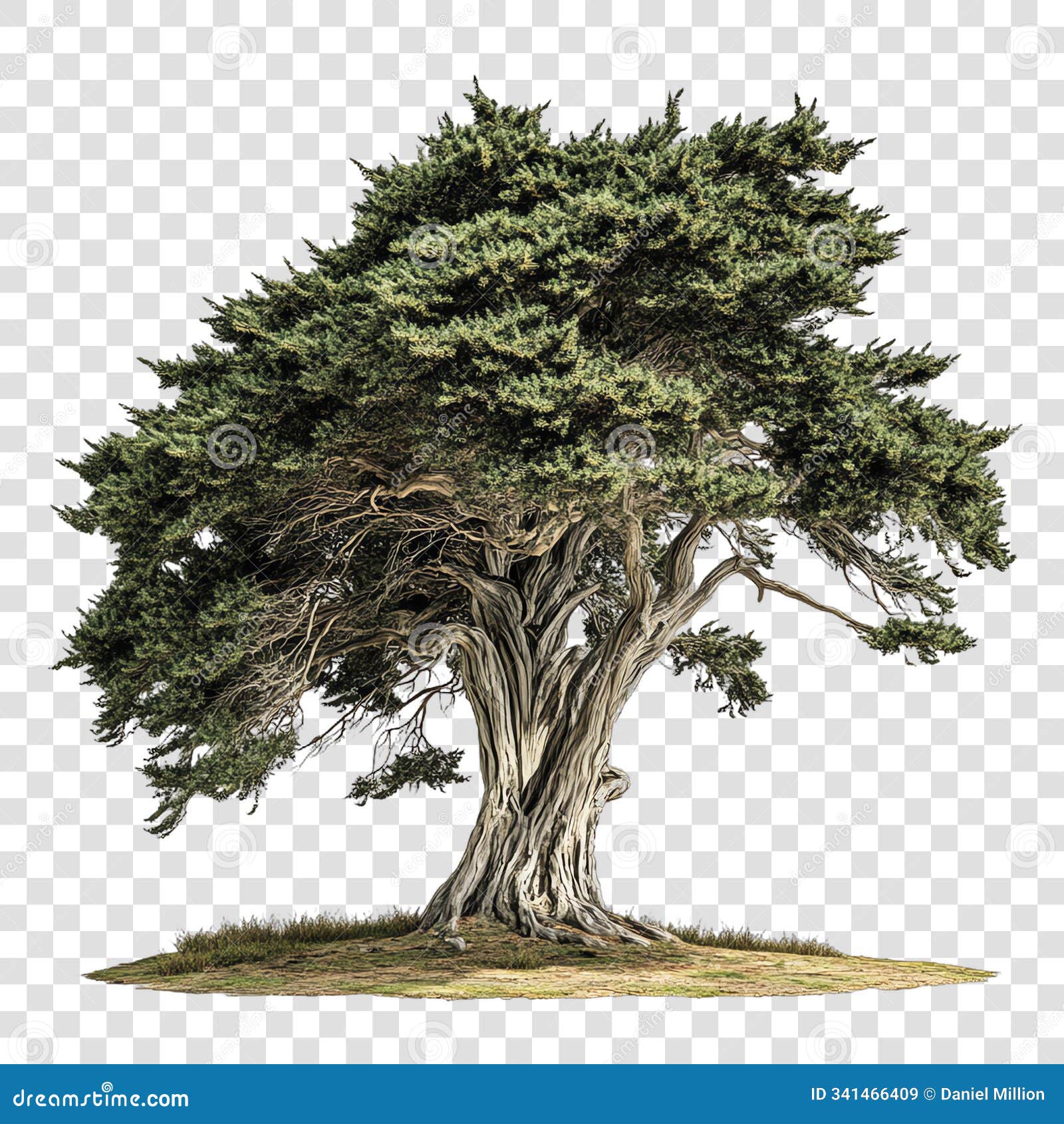 Cedar tree stock illustration. Illustration of waves - 341466409