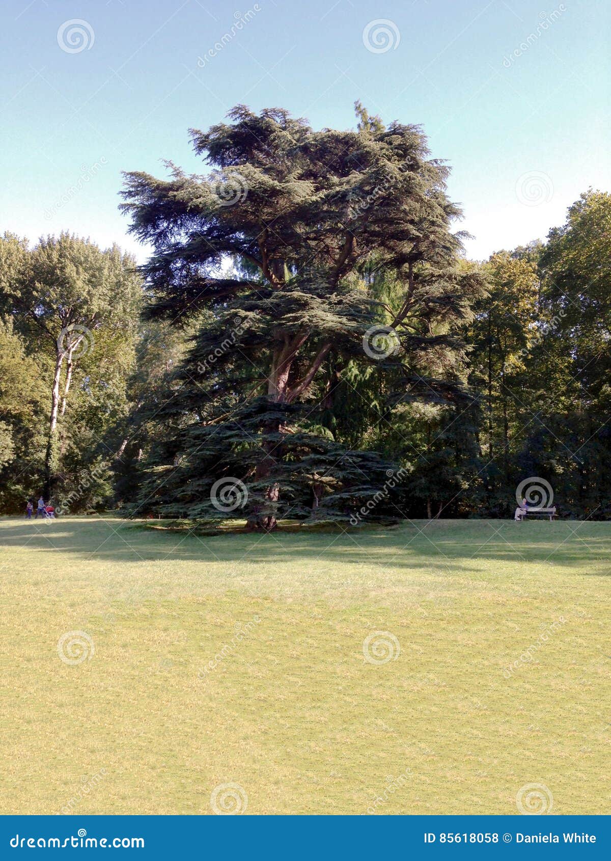 Cedar Tree stock photo. Image of dendrology, cedar, symbol - 85618058