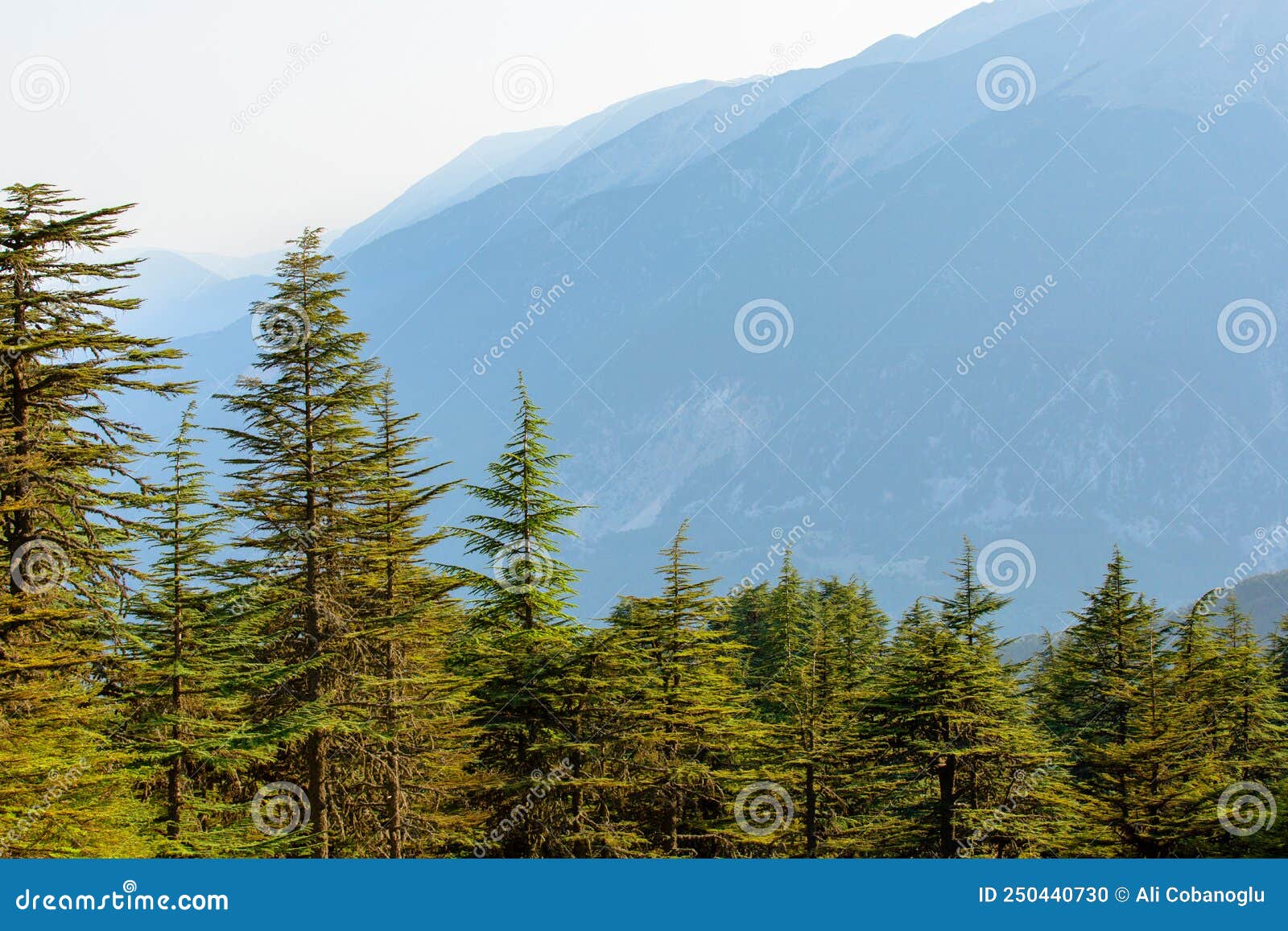 Cedar Trees and Mountain Scenery Stock Photo - Image of discovery, hill ...