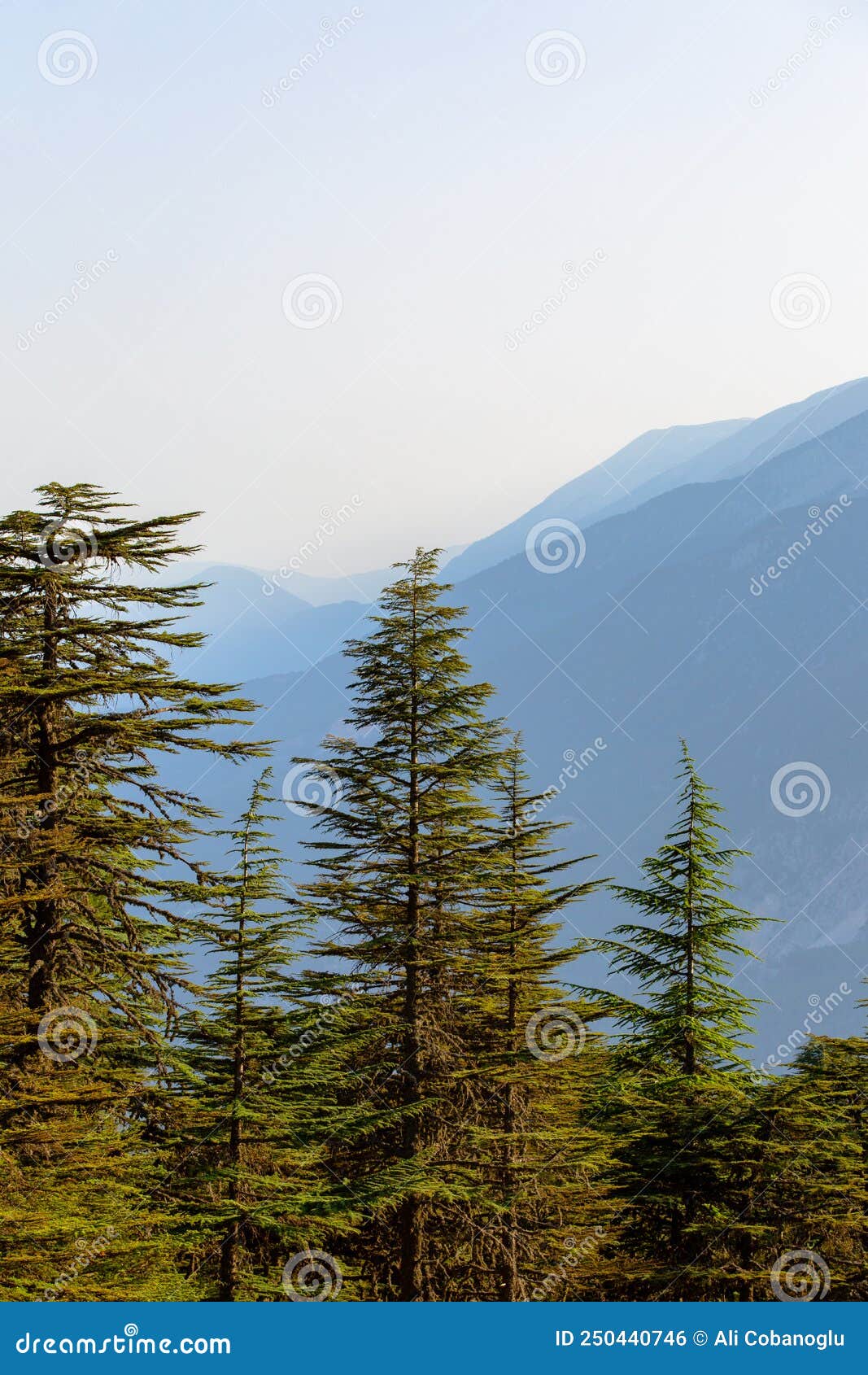 Cedar Trees and Mountain Scenery Stock Photo - Image of meadow, green ...