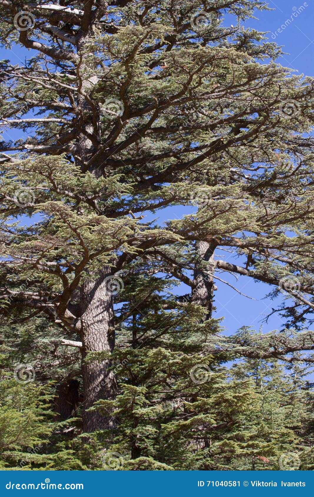 Cedar Tree N the Mountains, Turkey Stock Image - Image of park ...