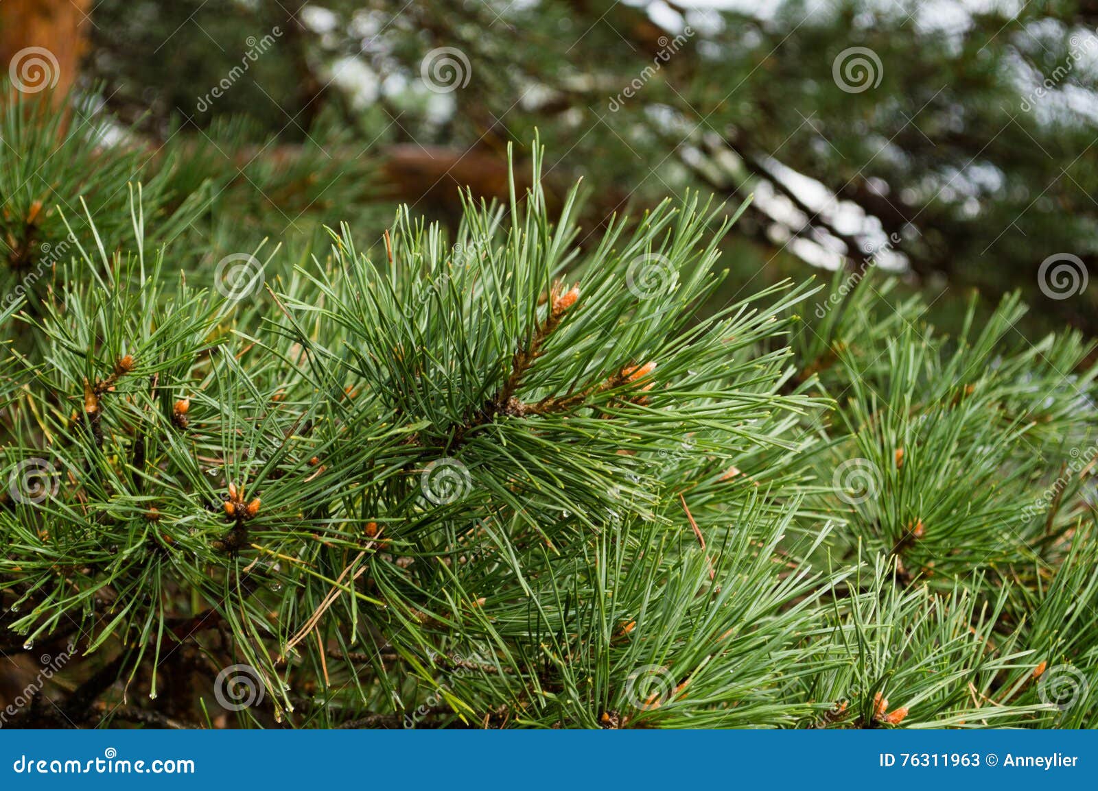 Cedar tree stock image. Image of needles, raindrops, background - 76311963