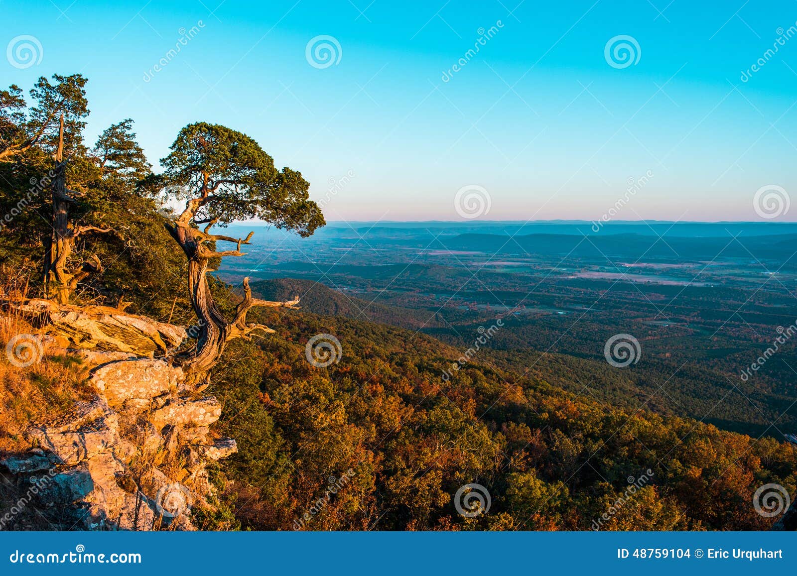 The Cedar Tree 2 stock photo. Image of ozark, horizon - 48759104