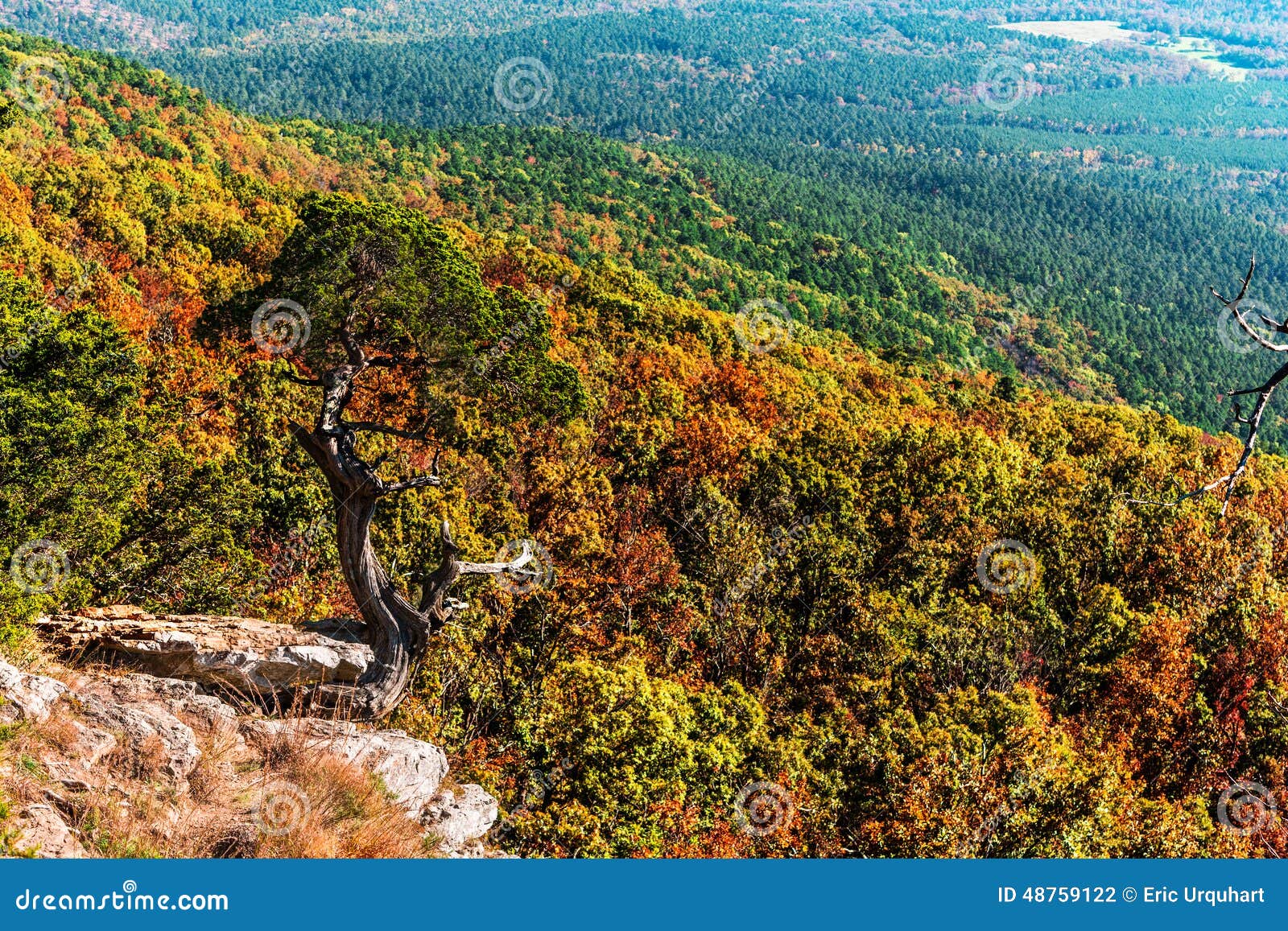 The cedar tree stock photo. Image of fall, wilderness - 48759122