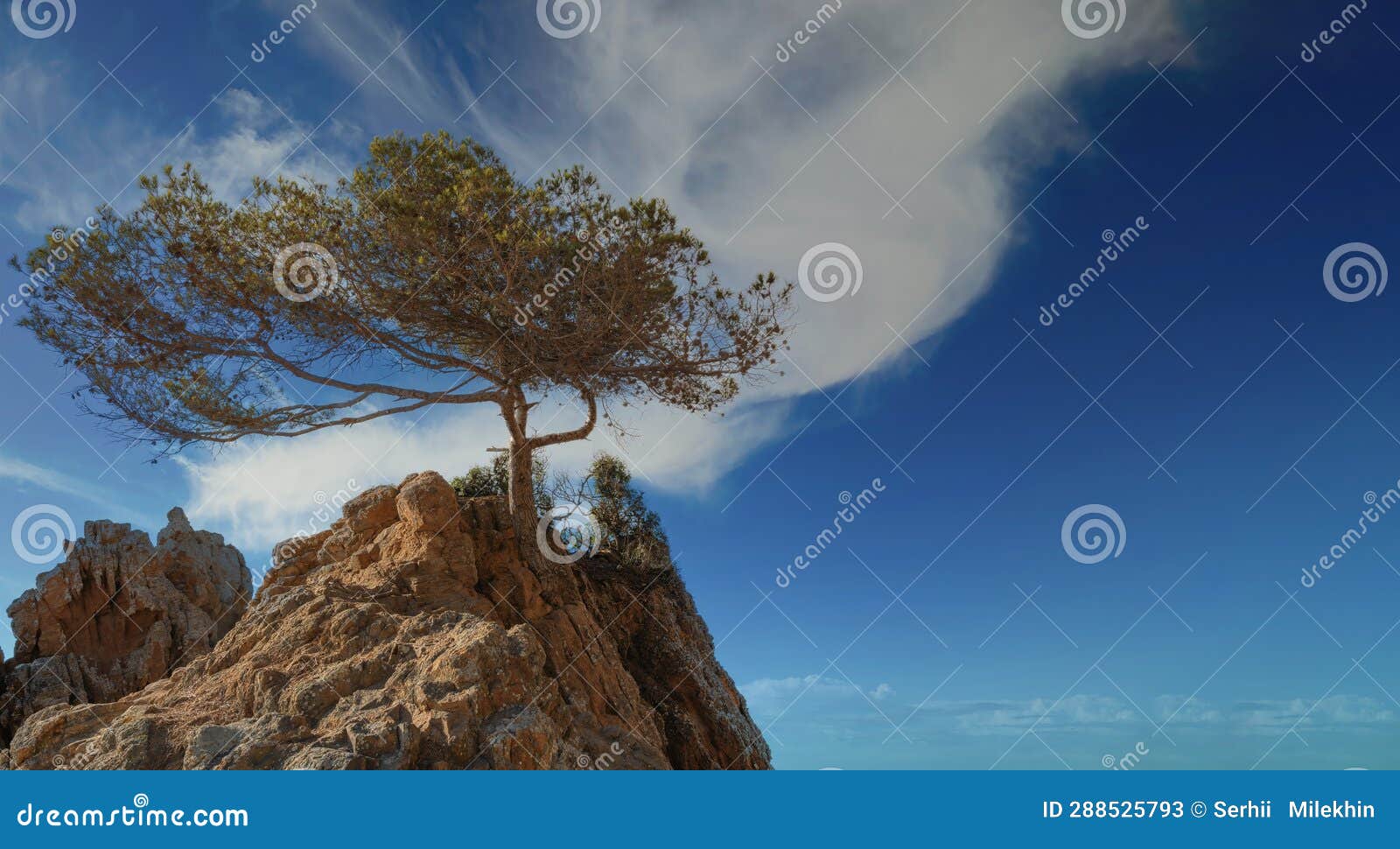 Cedar Tree on a Rock Against the Background O Clouds on a Blue Sky ...