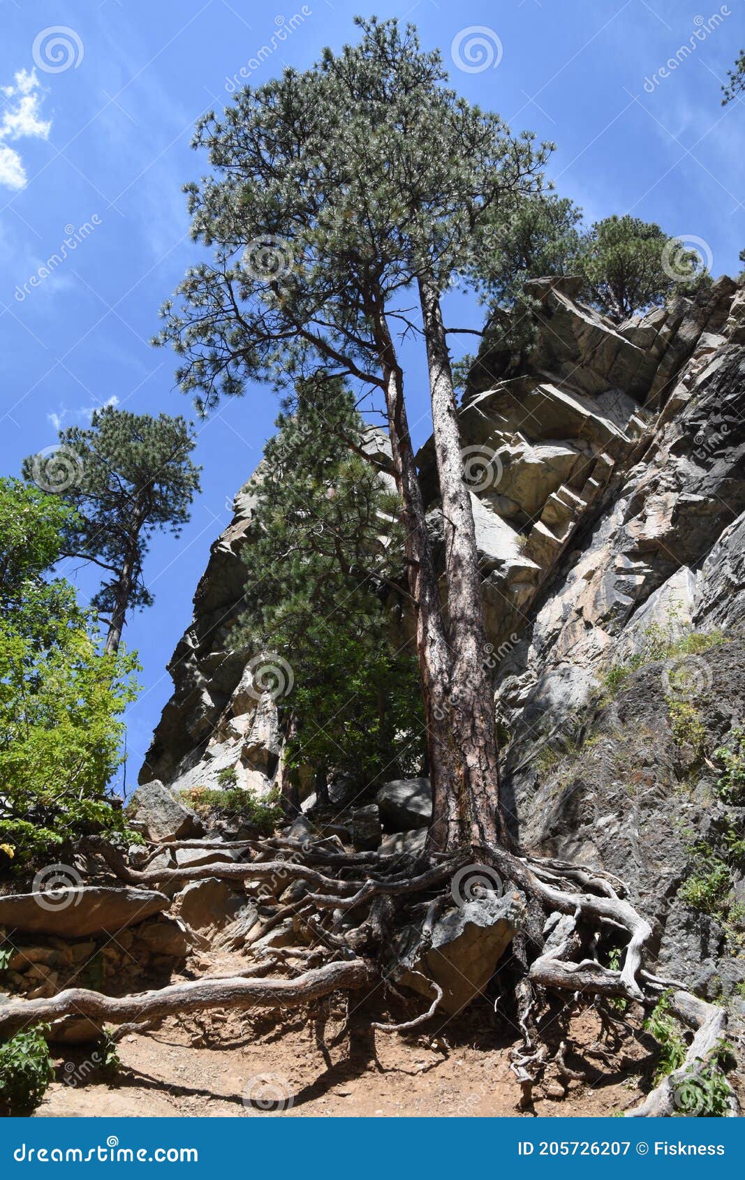 Cedar Tree Roots Wrapped Around a Rock Stock Image - Image of expand ...