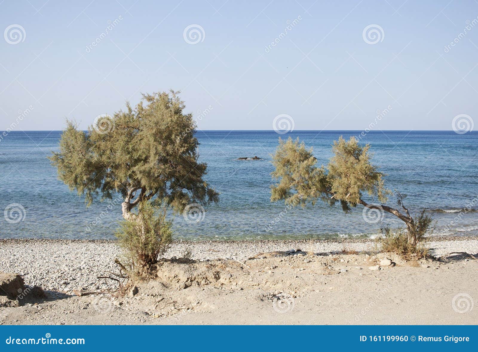 Cedar trees at seashore stock photo. Image of beach - 161199960