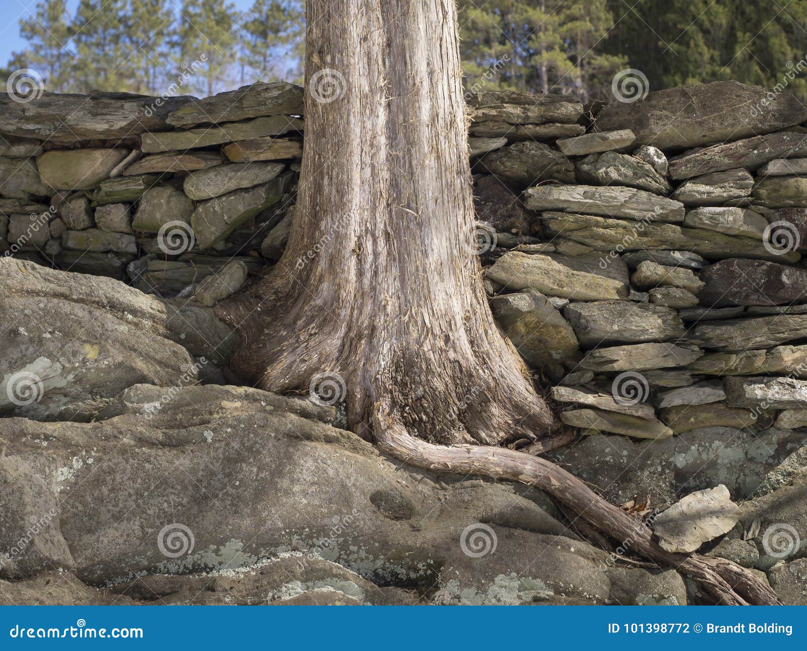 Cedar Tree in Stone Wall stock photo. Image of tree - 101398772
