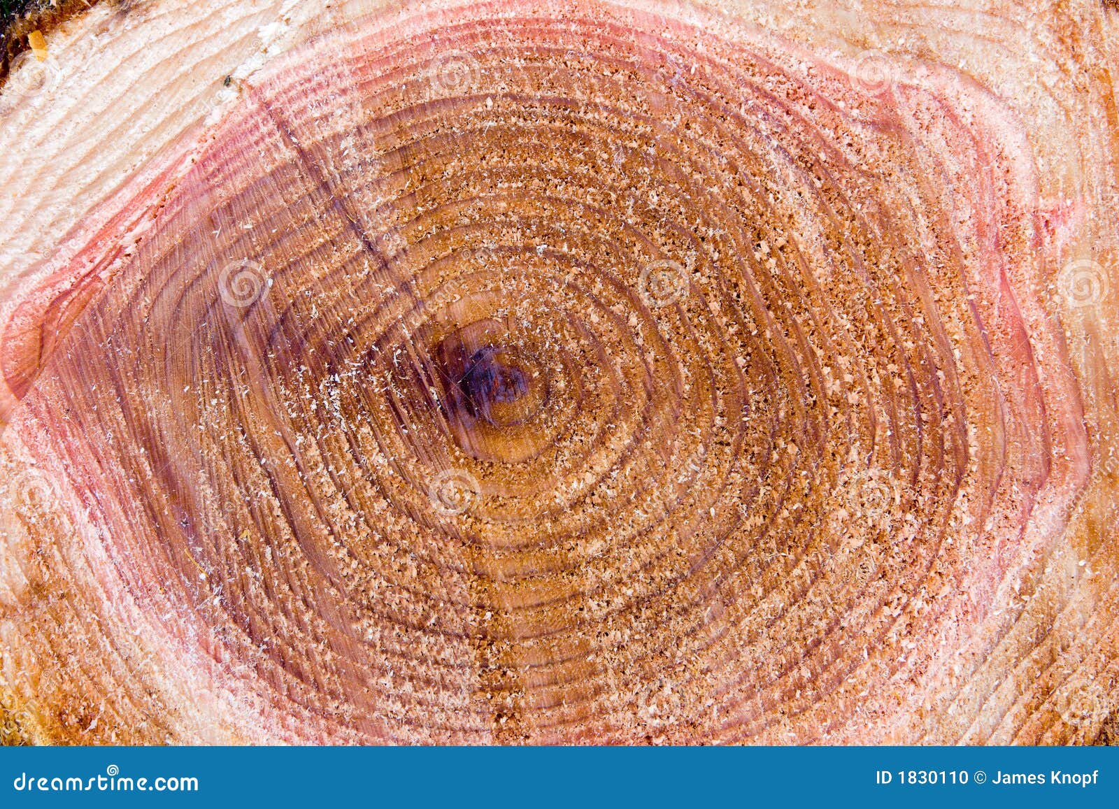 Cedar tree stump stock photo. Image of lumberjack, board - 1830110