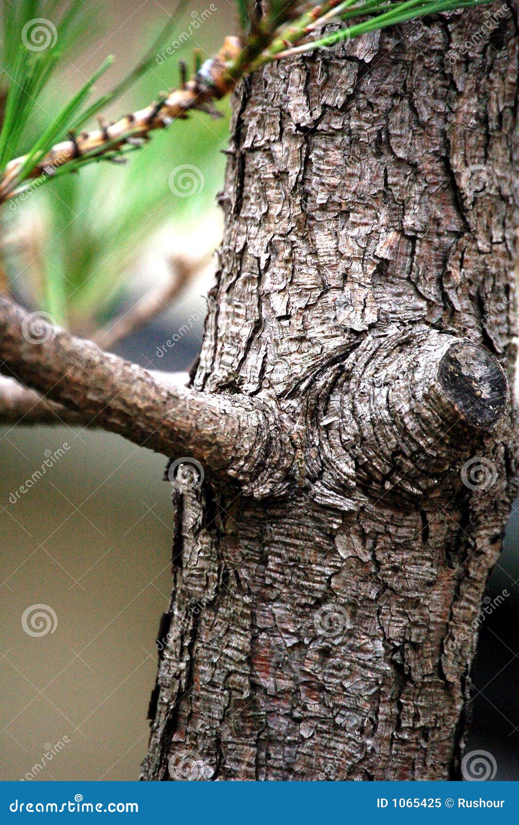 Cedar Tree trunk stock image. Image of timber, textures - 1065425