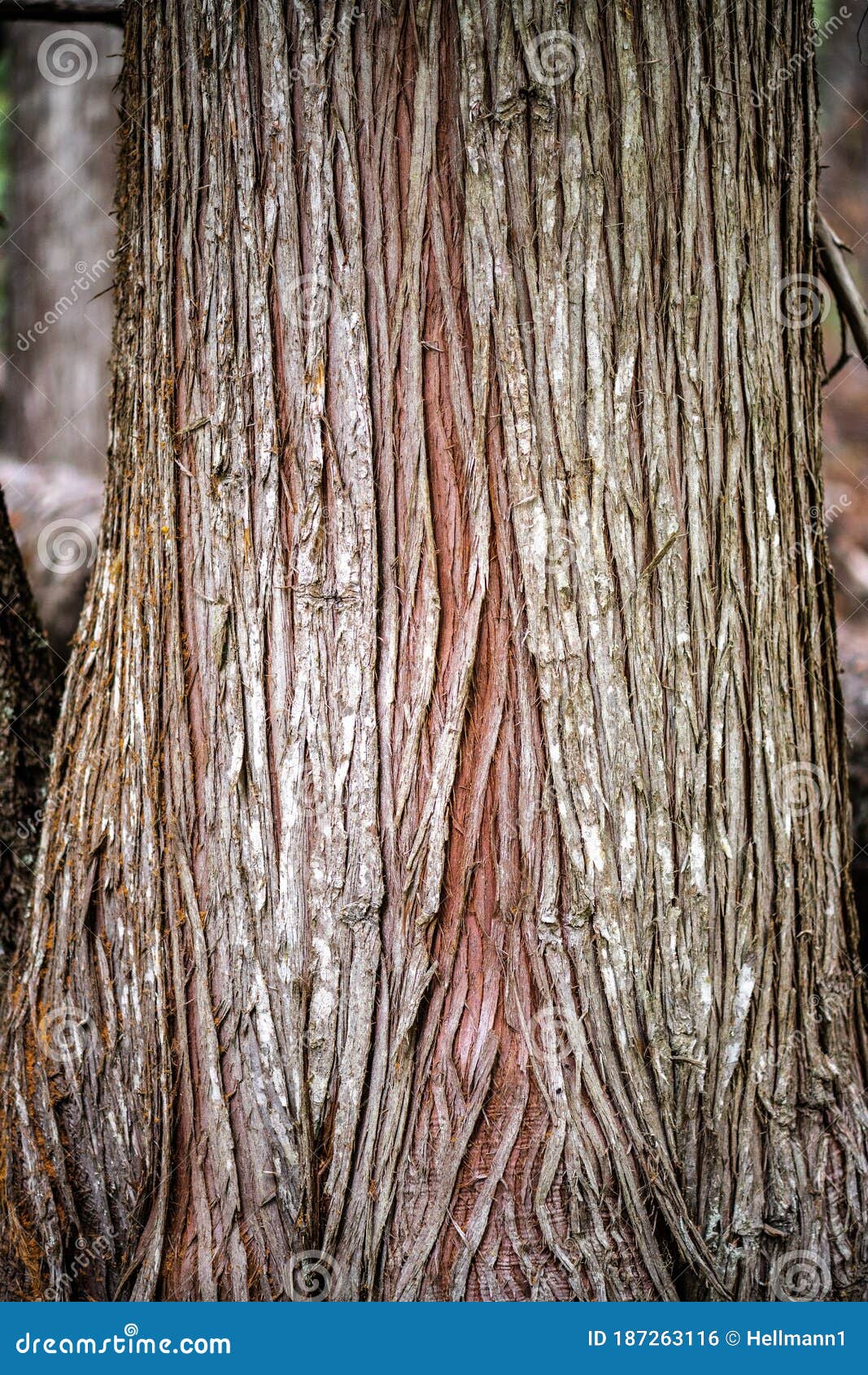 Cedar Tree Trunk stock photo. Image of bark, wild, outdoor - 187263116