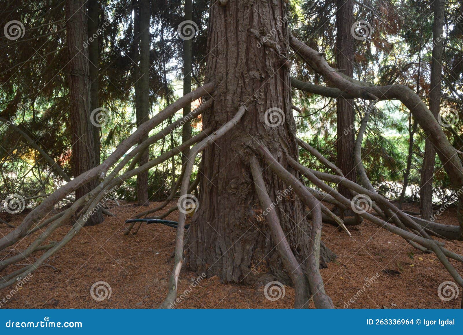 Cedar Tree Trunk with External Root System Stock Photo - Image of ...