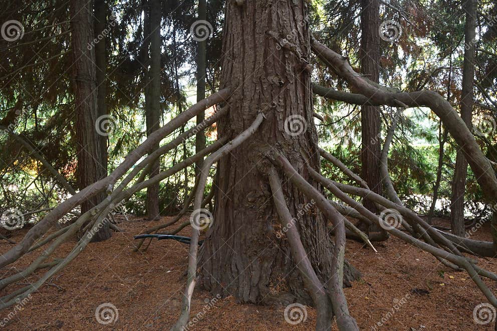 Cedar Tree Trunk with External Root System Stock Photo - Image of ...