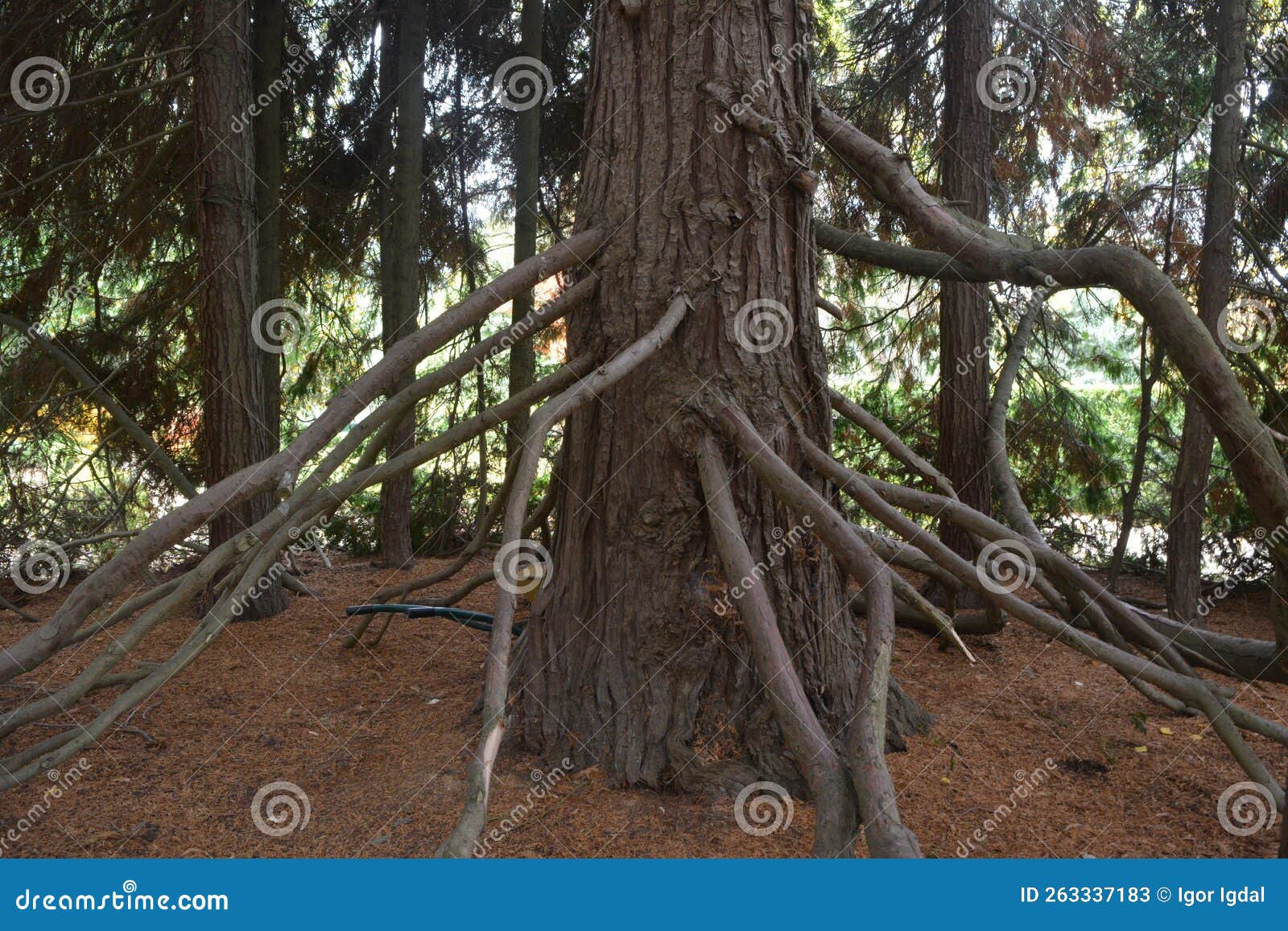 Cedar Tree Trunk with External Root System Stock Image - Image of ...