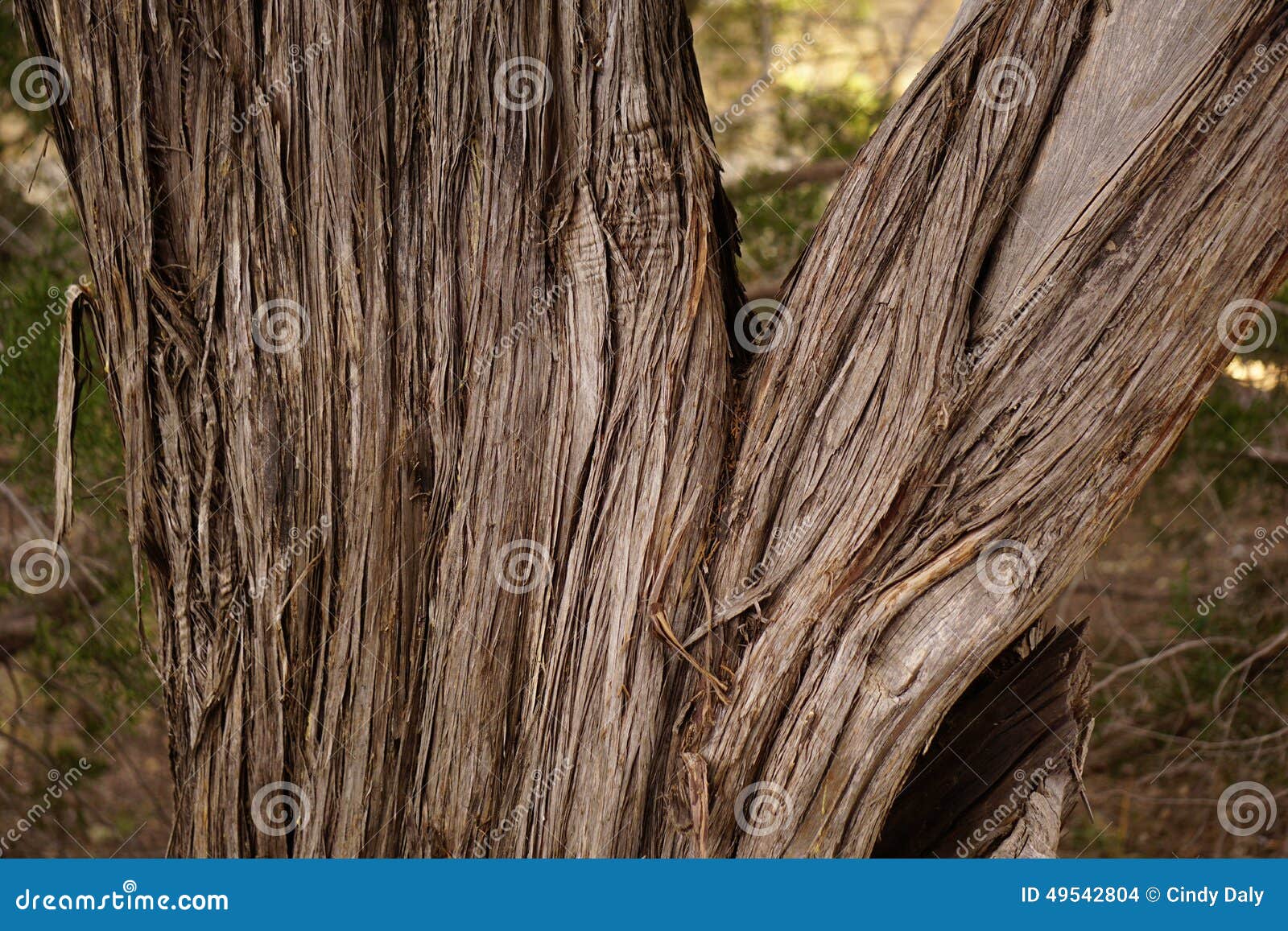 Cedar tree trunk stock photo. Image of gray, neat, bark - 49542804