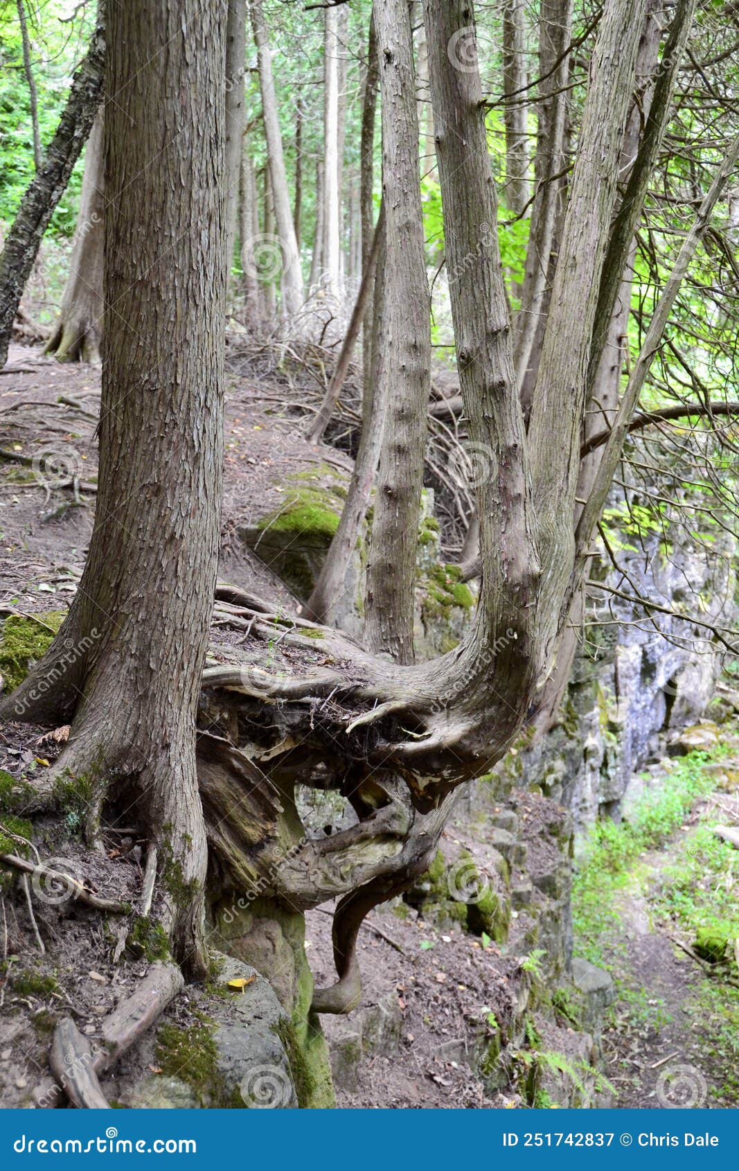Cedar Tree Trunks Growing Out Over Limestone Cliff Stock Image - Image ...