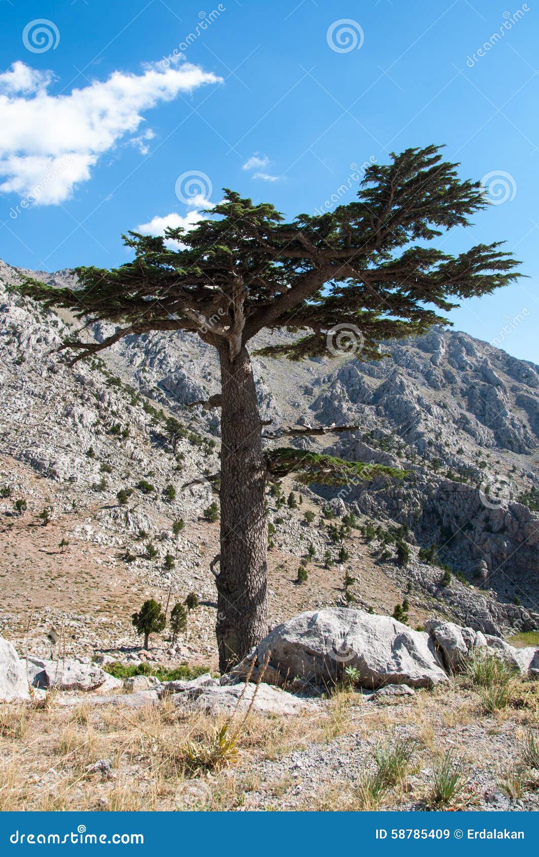 Cedar Tree stock image. Image of summer, forest, color - 58785409
