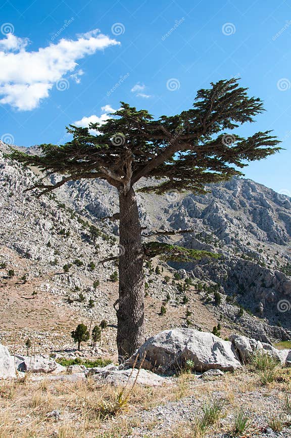 Cedar Tree stock image. Image of summer, forest, color - 58785409