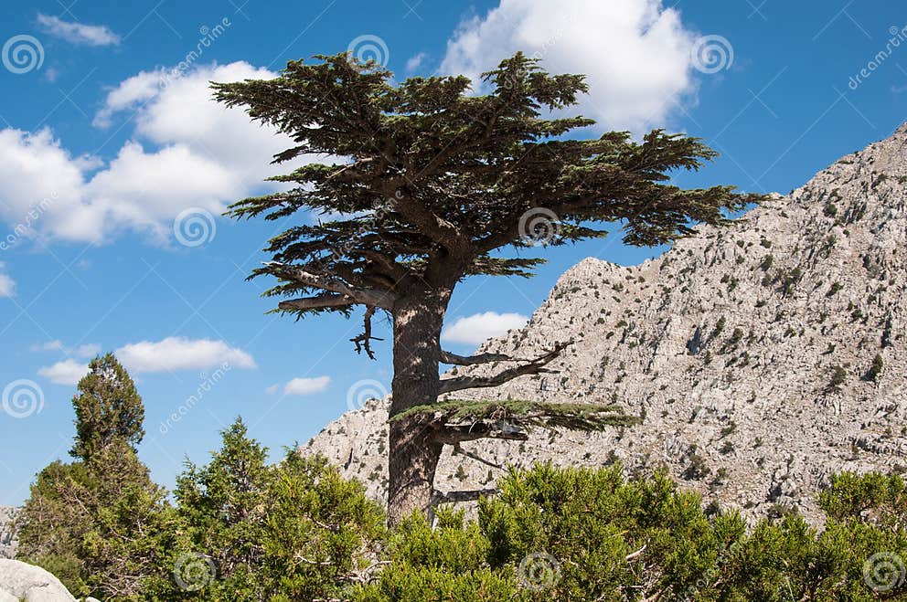 Cedar Tree stock image. Image of forest, environment - 58785453