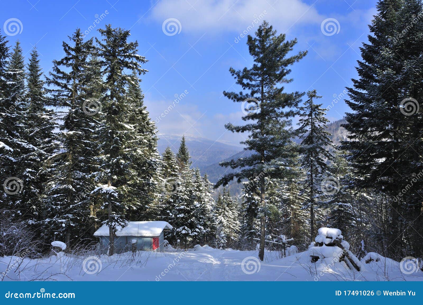 Cedar Tree in Winter stock photo. Image of branch, dramatic - 17491026