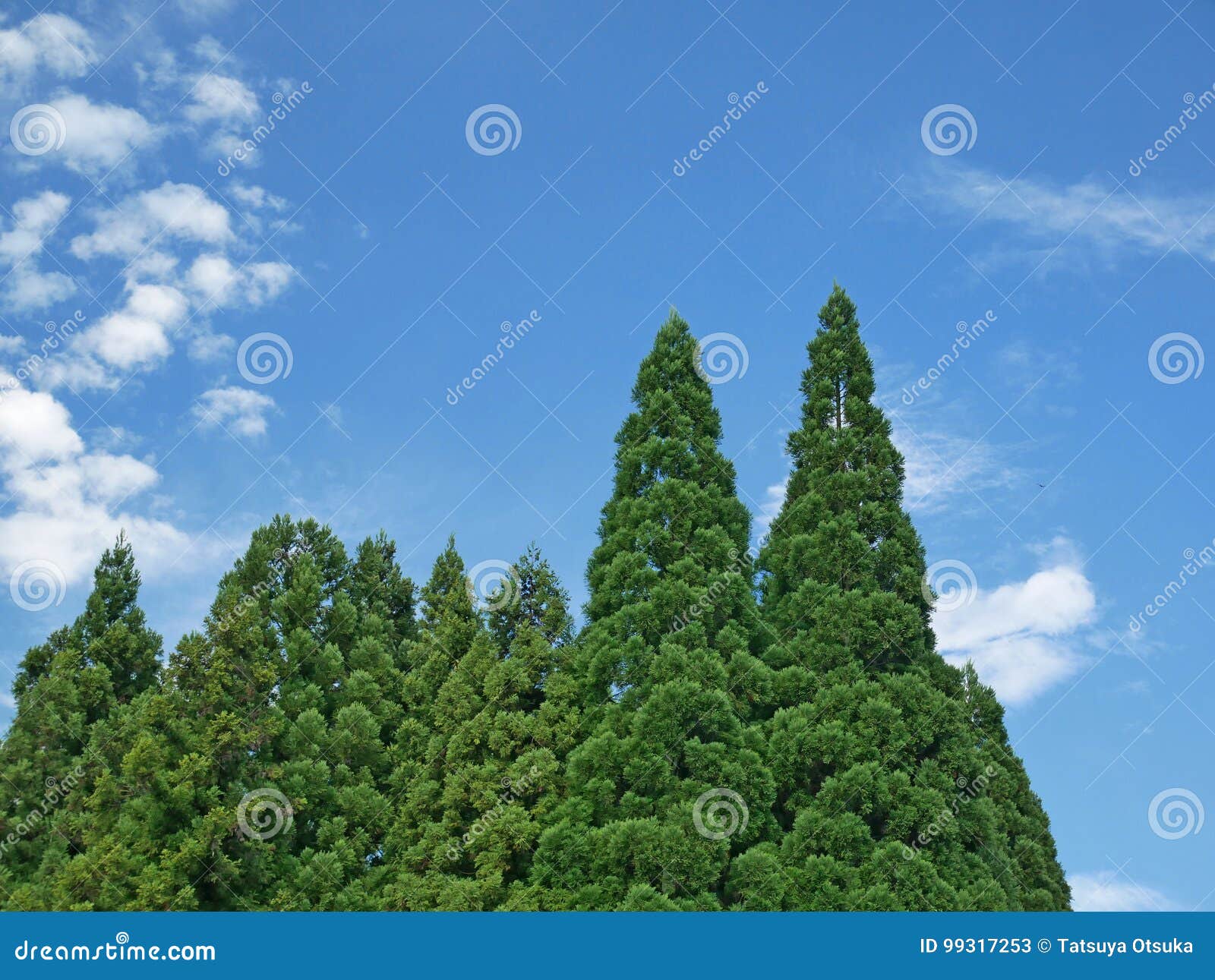 Cedar Trees Against the Background of the Blue Sky Stock Image - Image ...