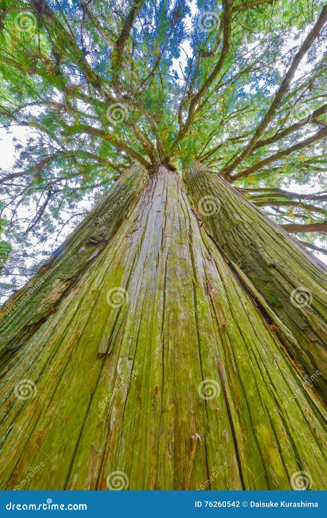 Cedar trees stock photo. Image of island, harbor, diving - 76260542