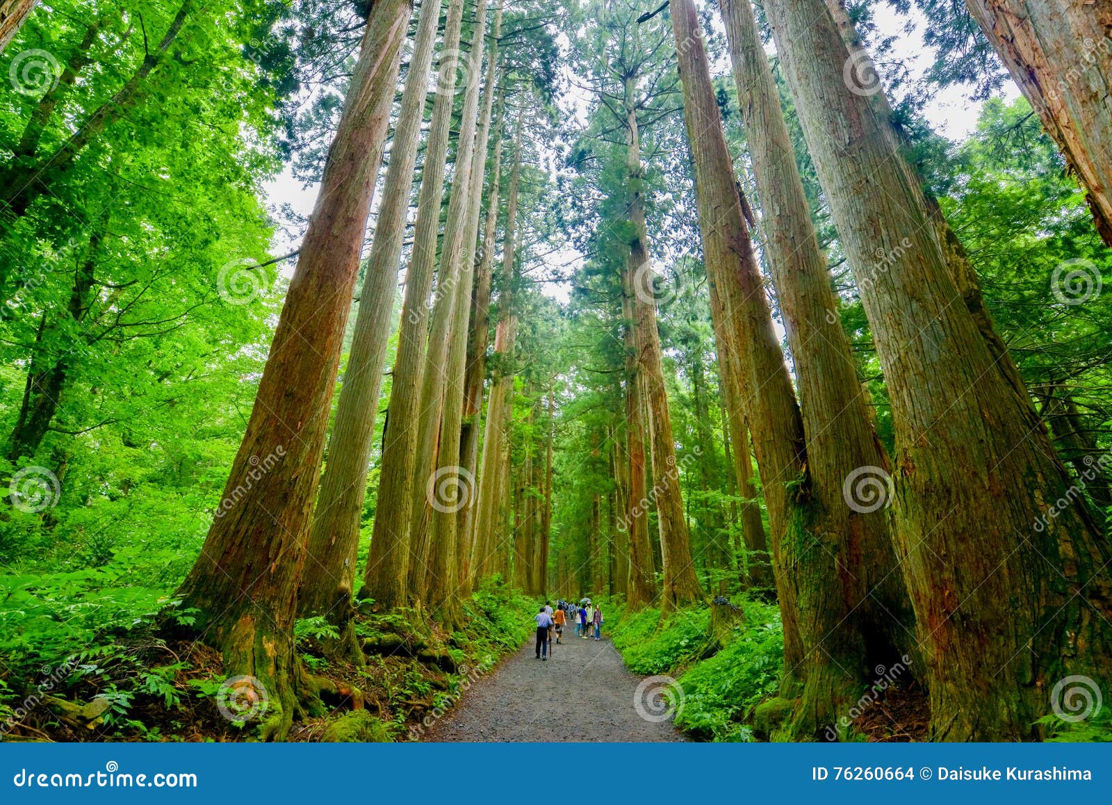 Cedar trees editorial stock image. Image of japan, color - 76260664