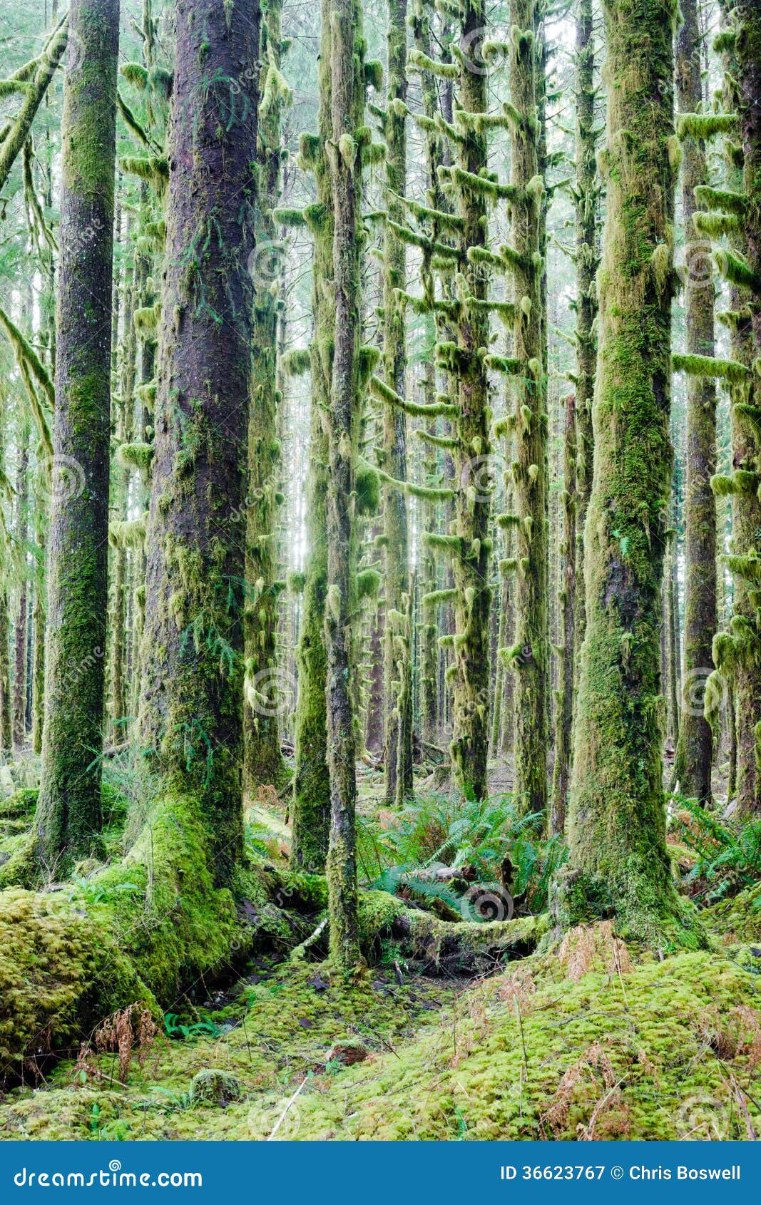 Cedar Trees Deep Forest Green Moss Covered Growth Hoh Rainforest ...