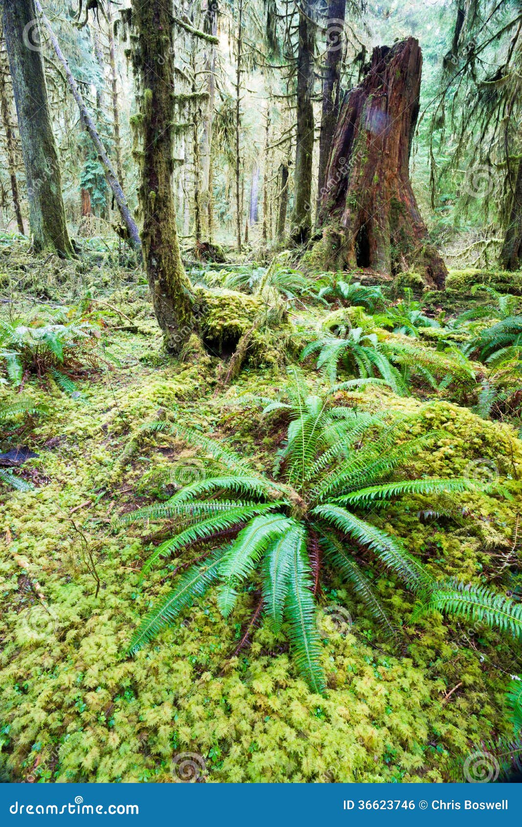 Cedar Trees Deep Forest Green Moss Covered Growth Hoh Rainforest Stock ...