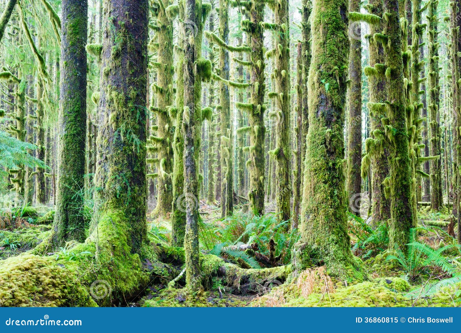 Cedar Trees Deep Forest Green Moss Covered Growth Hoh Rainforest Stock ...
