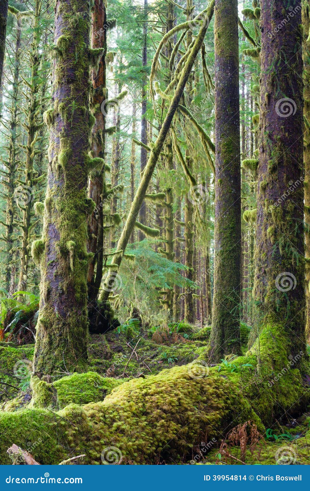 Cedar Trees Deep Forest Green Moss Covered Growth Hoh Rainforest Stock ...