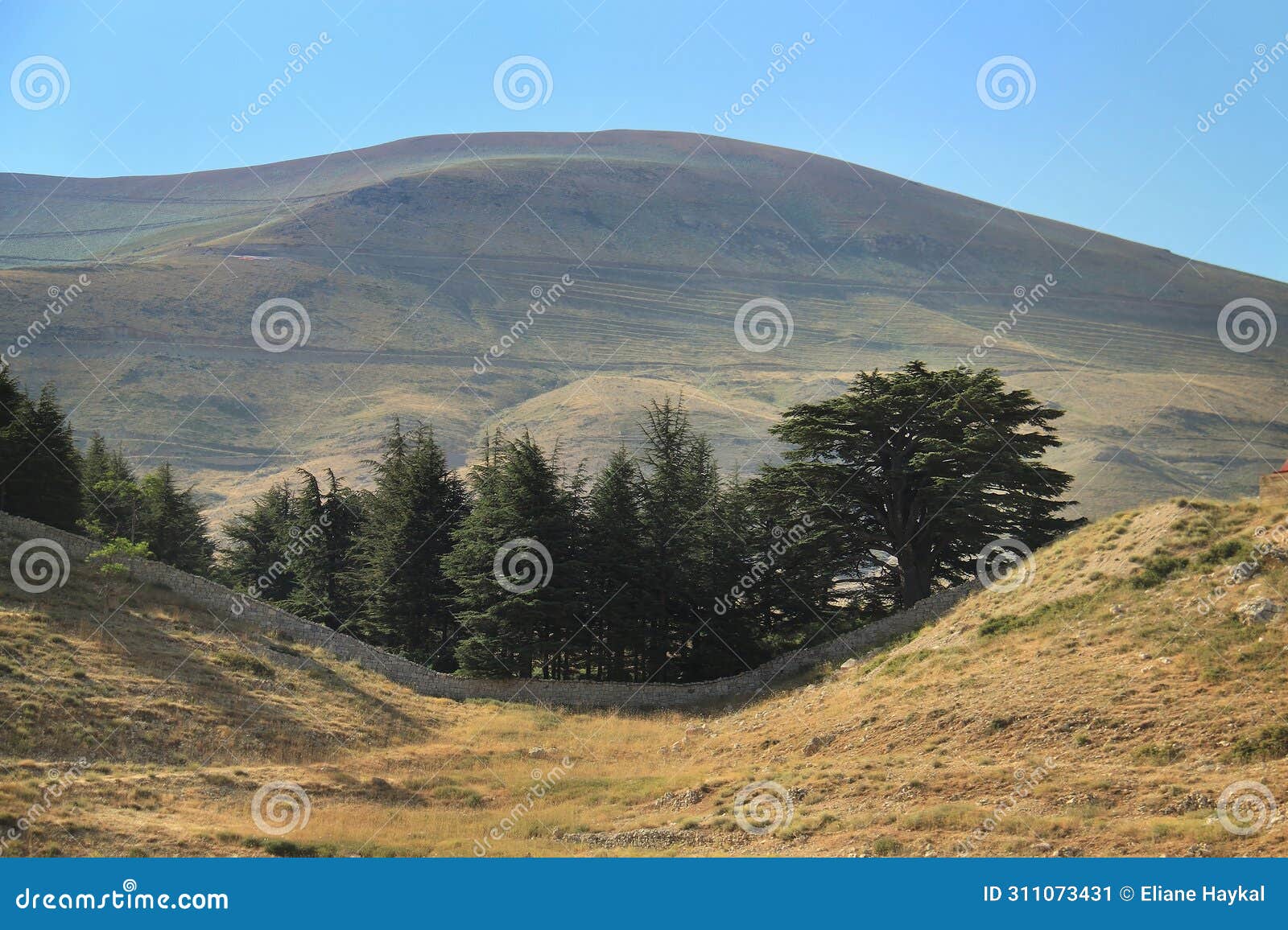 Cedar Trees Grove in Arez, Lebanon Stock Image - Image of green ...