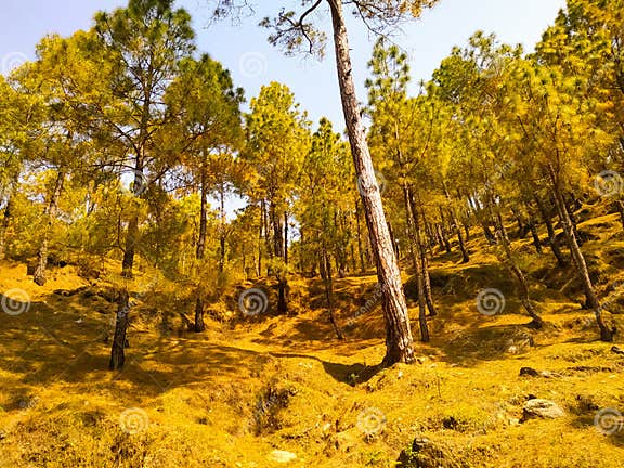 Cedar Trees Growing in Autumn Stock Image - Image of color, season ...