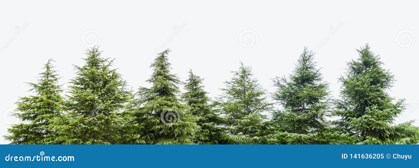 Cedar trees isolated stock image. Image of holiday, plant - 141636205
