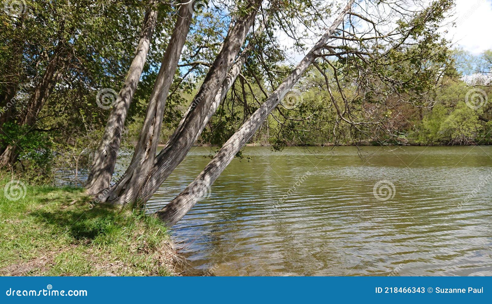 Cedar Trees Leaning Over the Speed River Stock Image - Image of pond ...