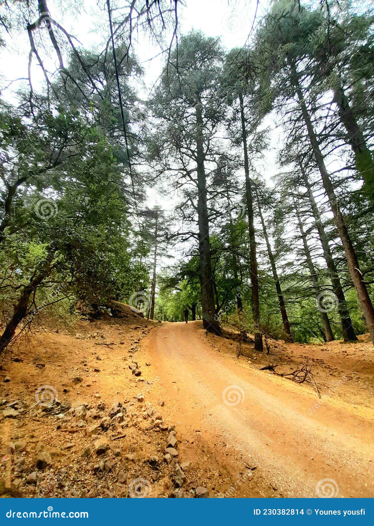 Cedar trees in morocco stock photo. Image of trees, plant - 230382814