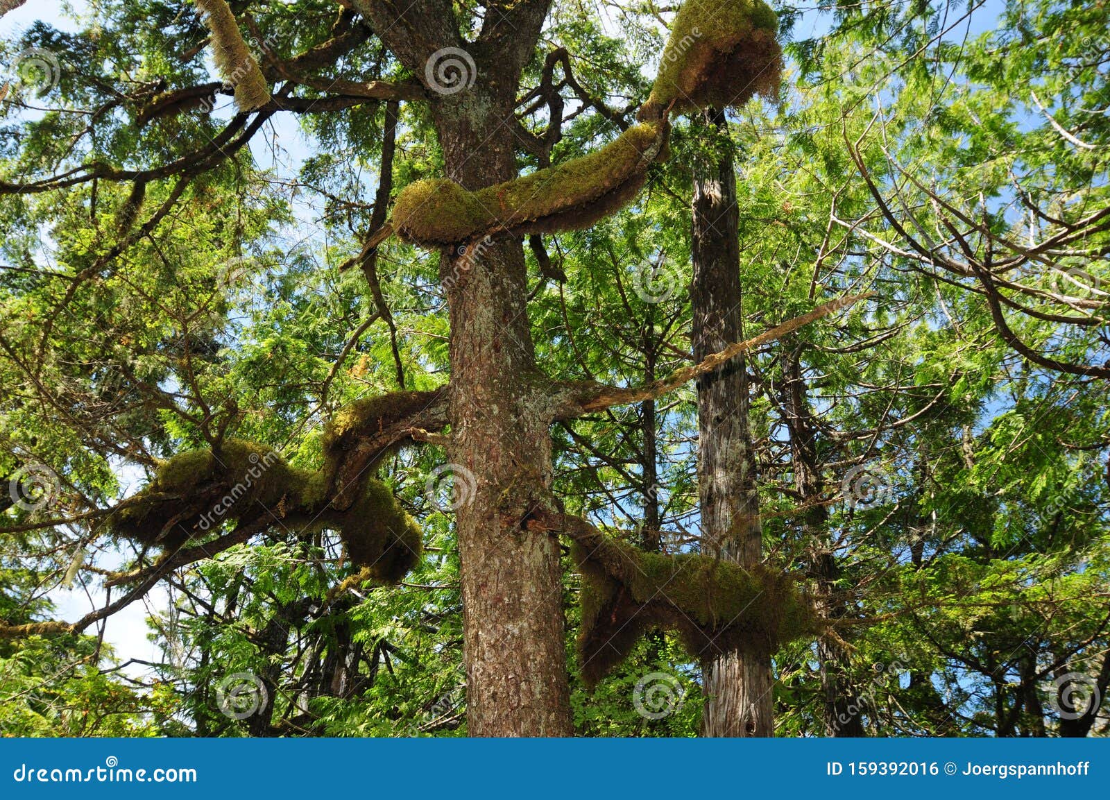 Cedar Trees with Moss on Their Limbs Stock Photo - Image of island ...