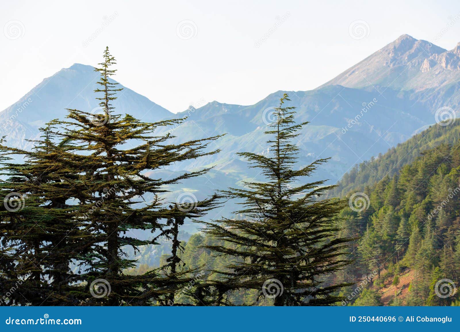 Cedar Trees and Mountain Scenery Stock Photo - Image of antalya, plant ...
