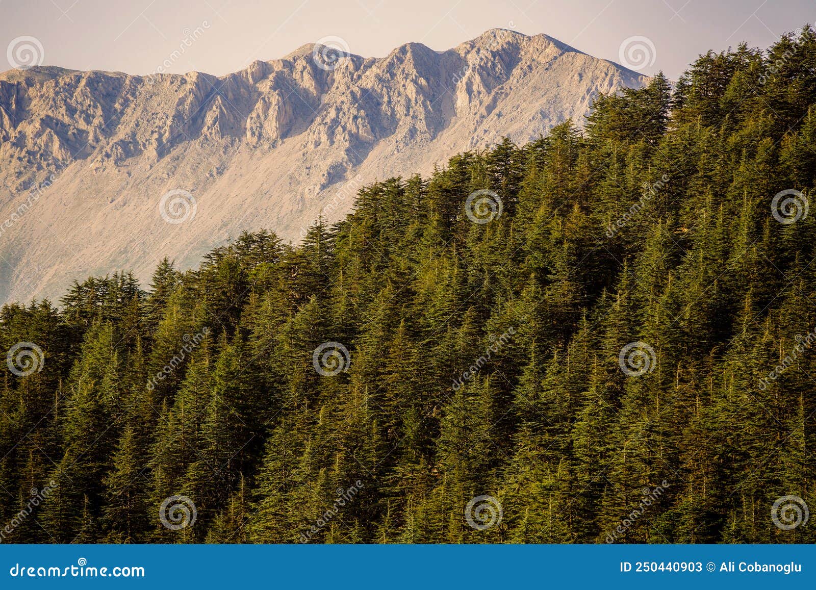 Cedar Trees and Mountain Scenery Stock Image - Image of environment ...