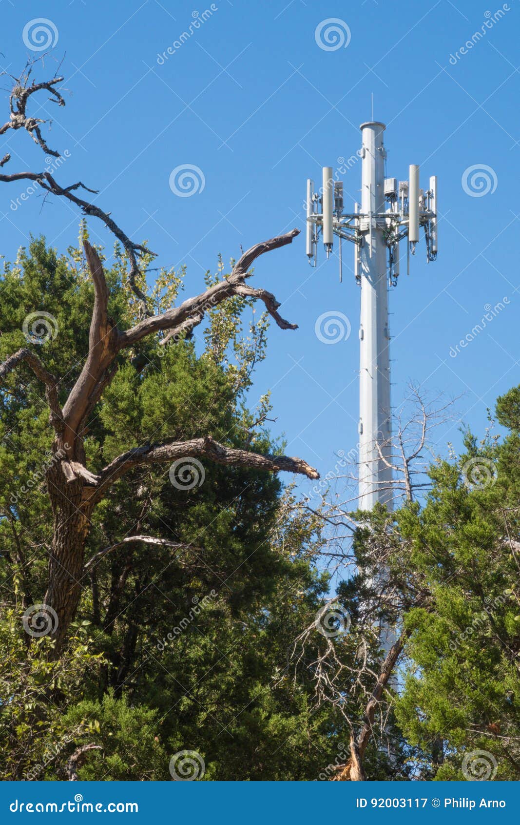 Cedar Trees Near a Cell Tower Stock Image - Image of mast, cedar: 92003117