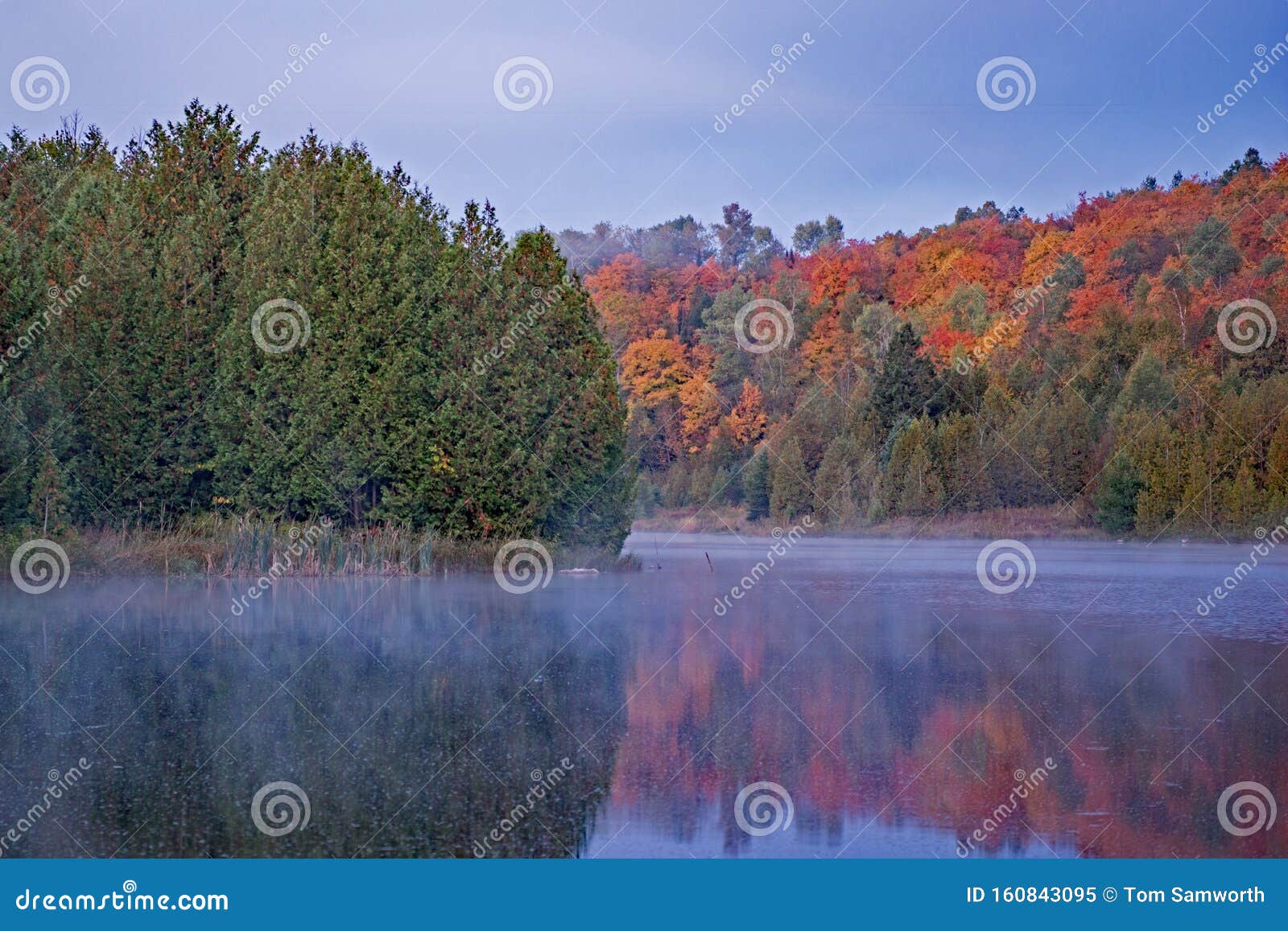 Cedar Trees at a Point with Fall Colours in the Background Stock Image ...