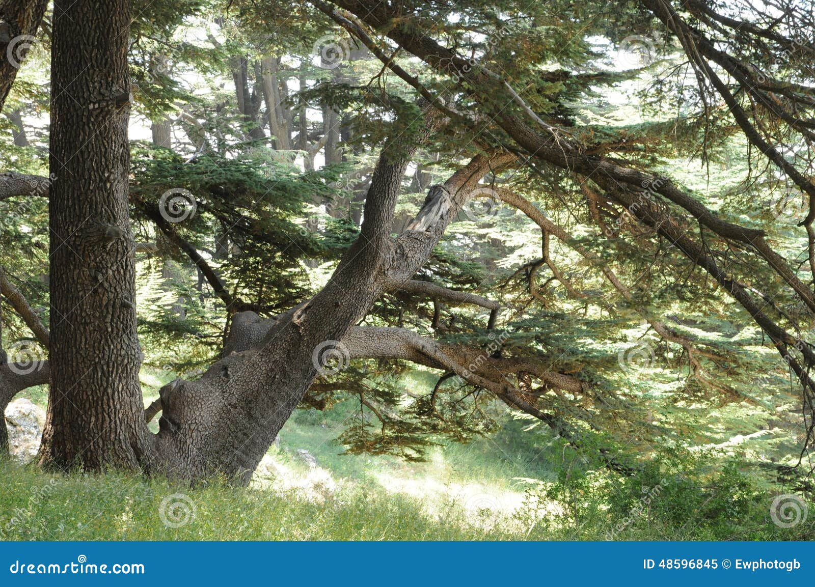 Cedar trees stock image. Image of cedars, trees, treetrunks - 48596845