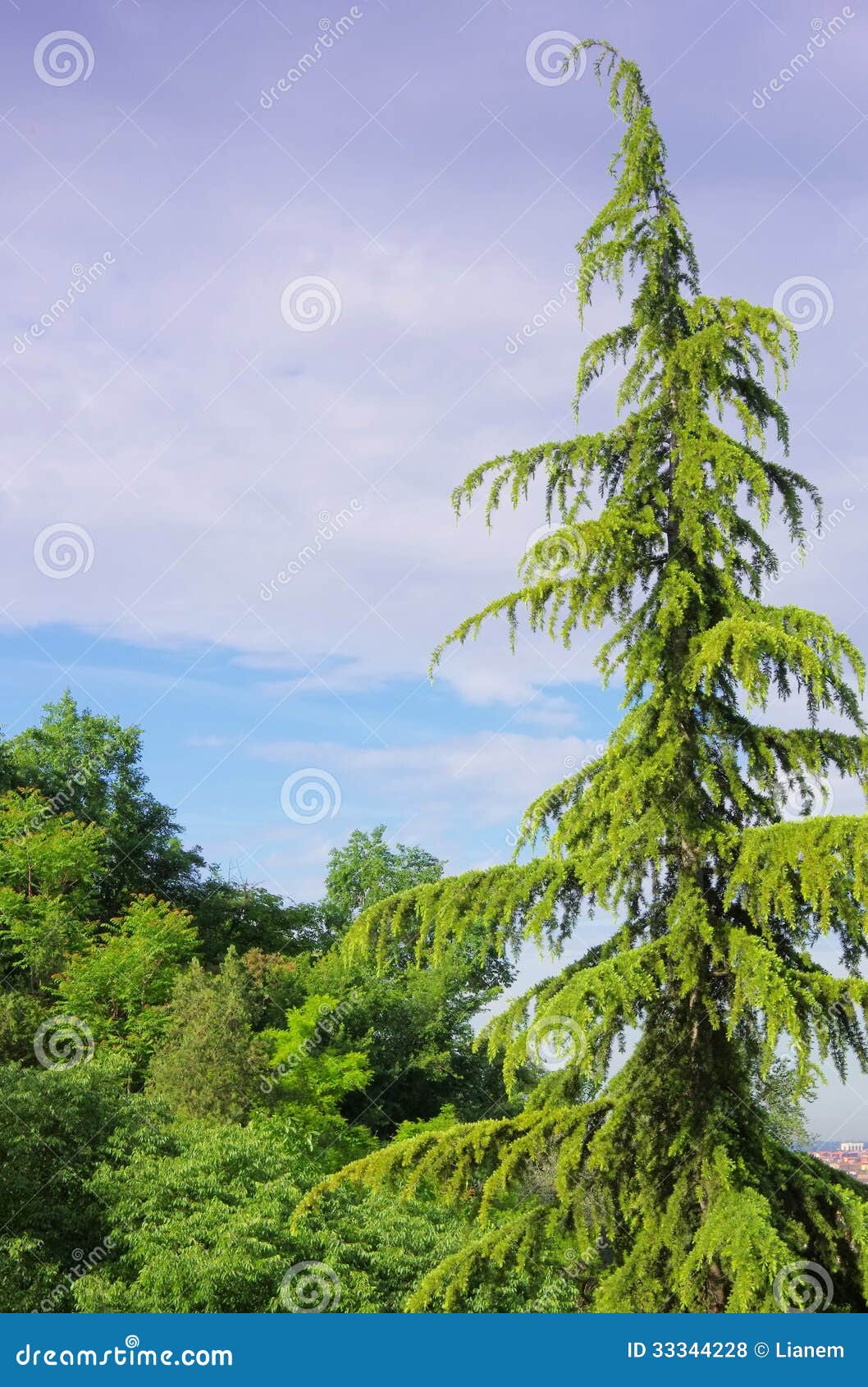 Cedar stock photo. Image of wood, cedrus, branch, cedar - 33344228