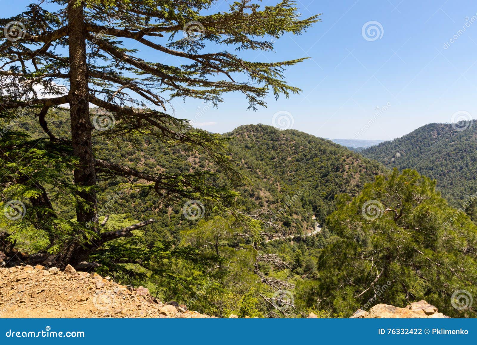 Cedar Valley in Cyprus Mountains Stock Photo - Image of mountains, tree ...