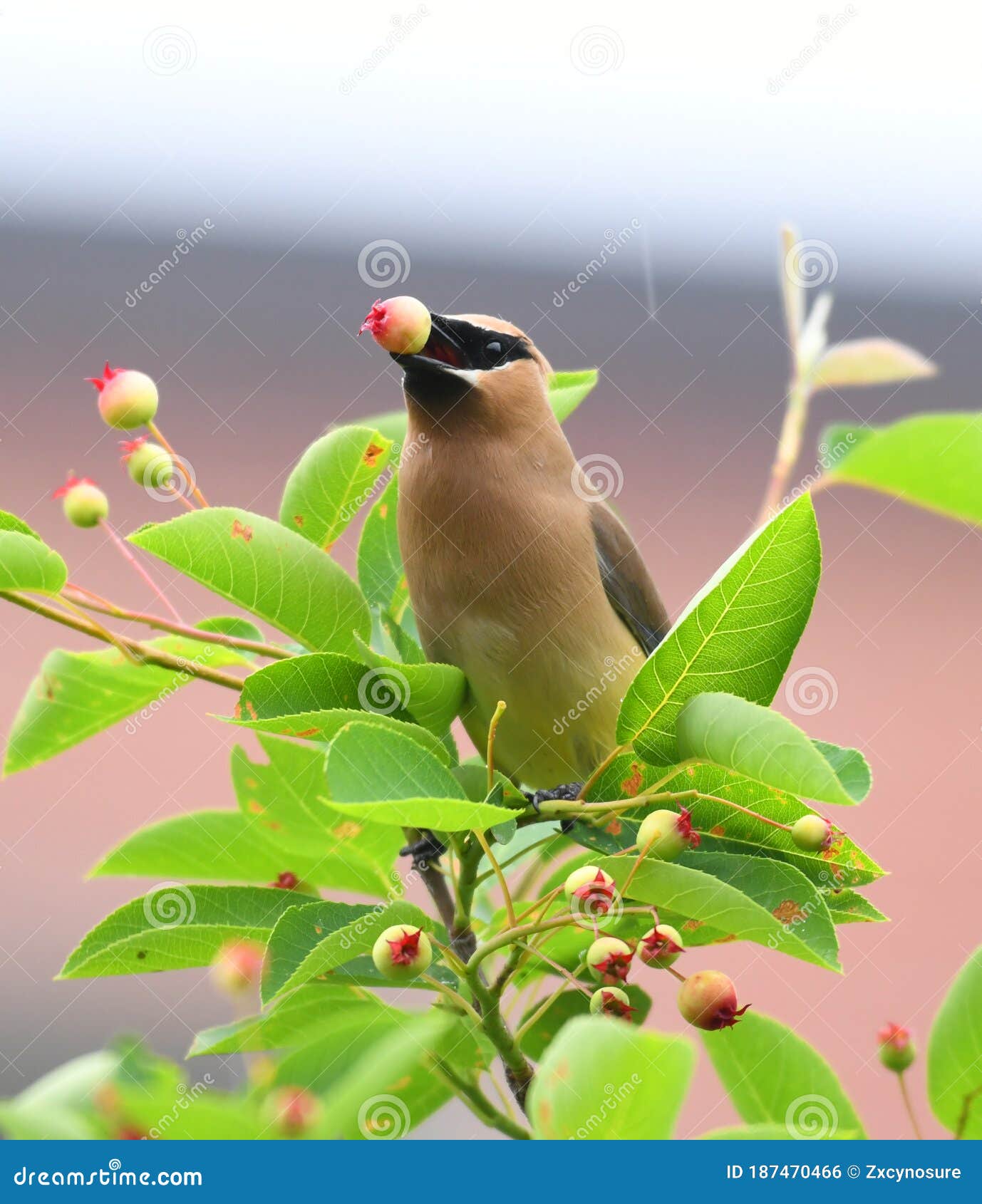 Cedar Waxing Bird Eating Fruit on the Tree Stock Photo - Image of beak ...