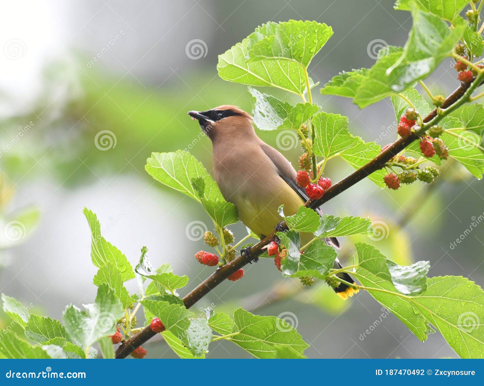Cedar Waxing Bird Eating Mulberry Fruit on the Tree Stock Photo - Image ...