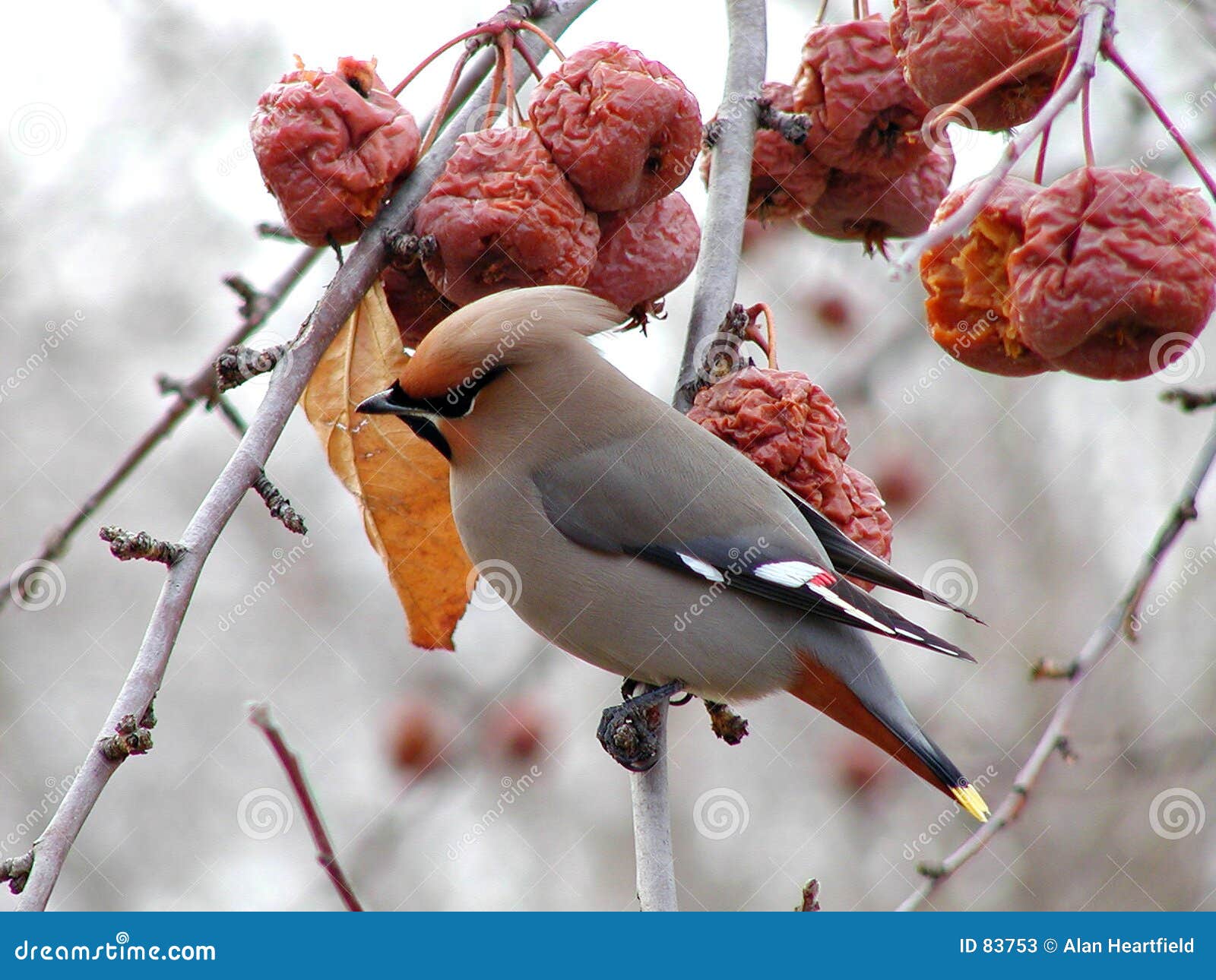 Cedar Waxwing 2 stock image. Image of flock, birds, waxwings - 83753