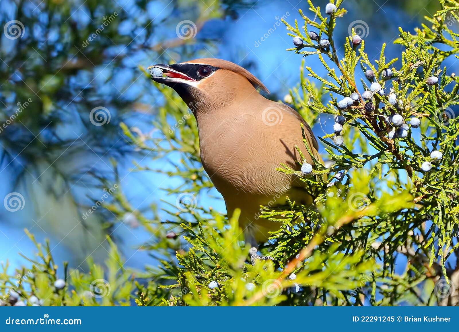 Cedar Waxwing stock image. Image of wings, wildlife, berry - 22291245